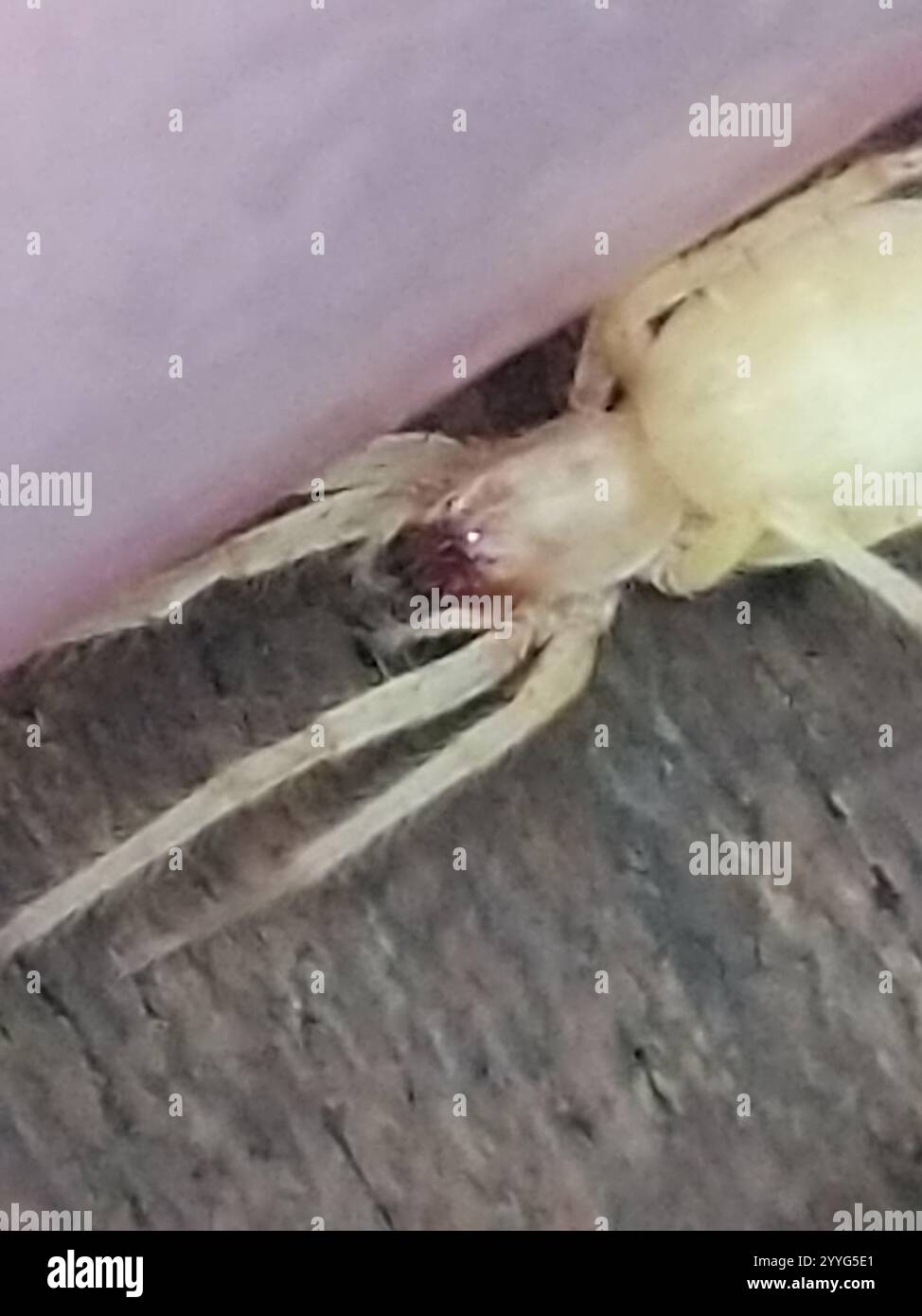 Ghost Spiders (Anyphaenidae Stock Photo - Alamy