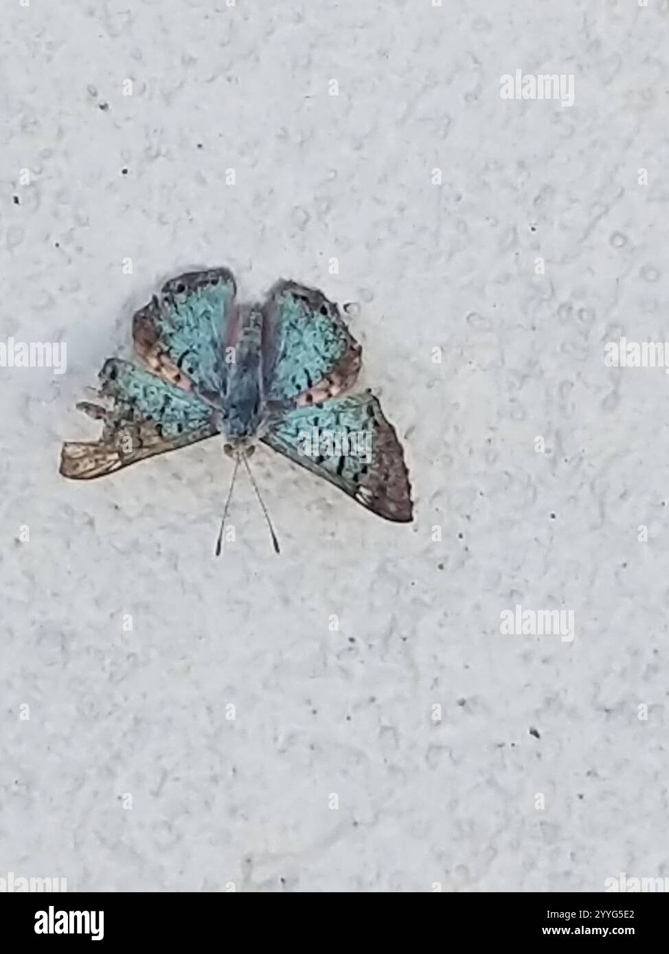 Blue Metalmark (Lasaia sula Stock Photo - Alamy