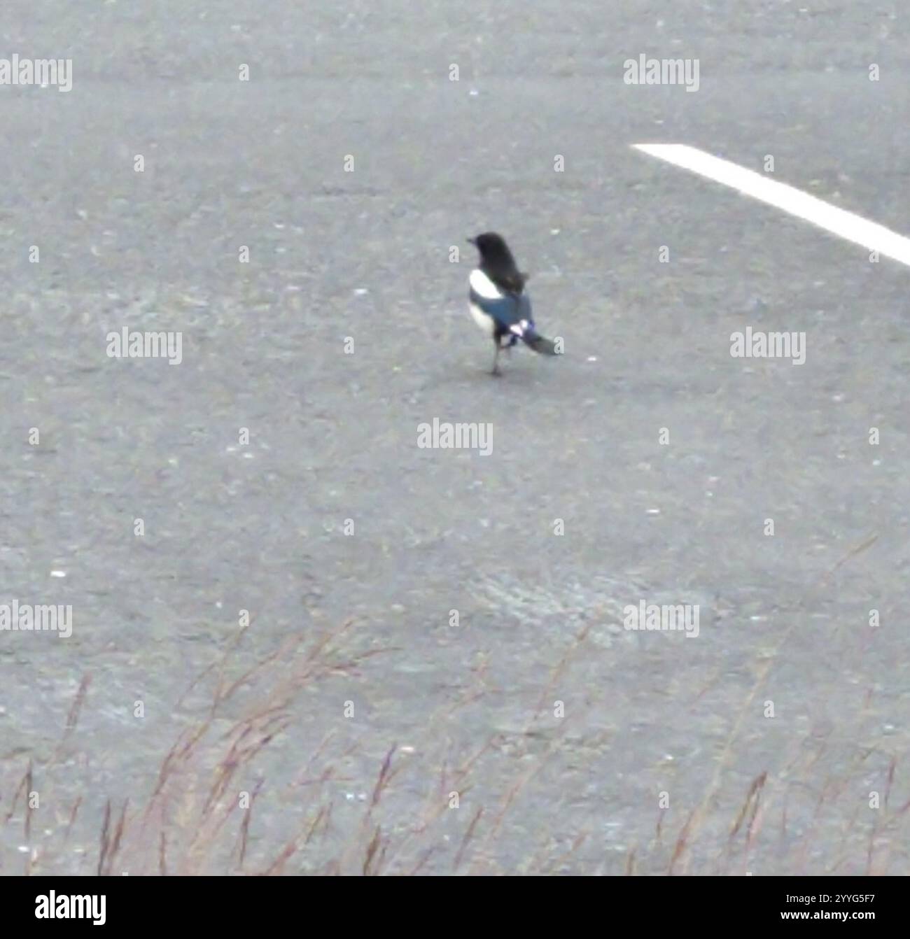 Black-billed Magpie (Pica hudsonia Stock Photo - Alamy