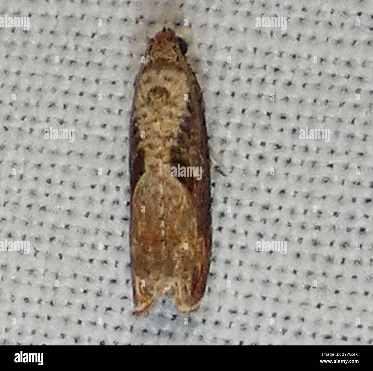 Maple Tip Borer Moth (Episimus tyrius Stock Photo - Alamy