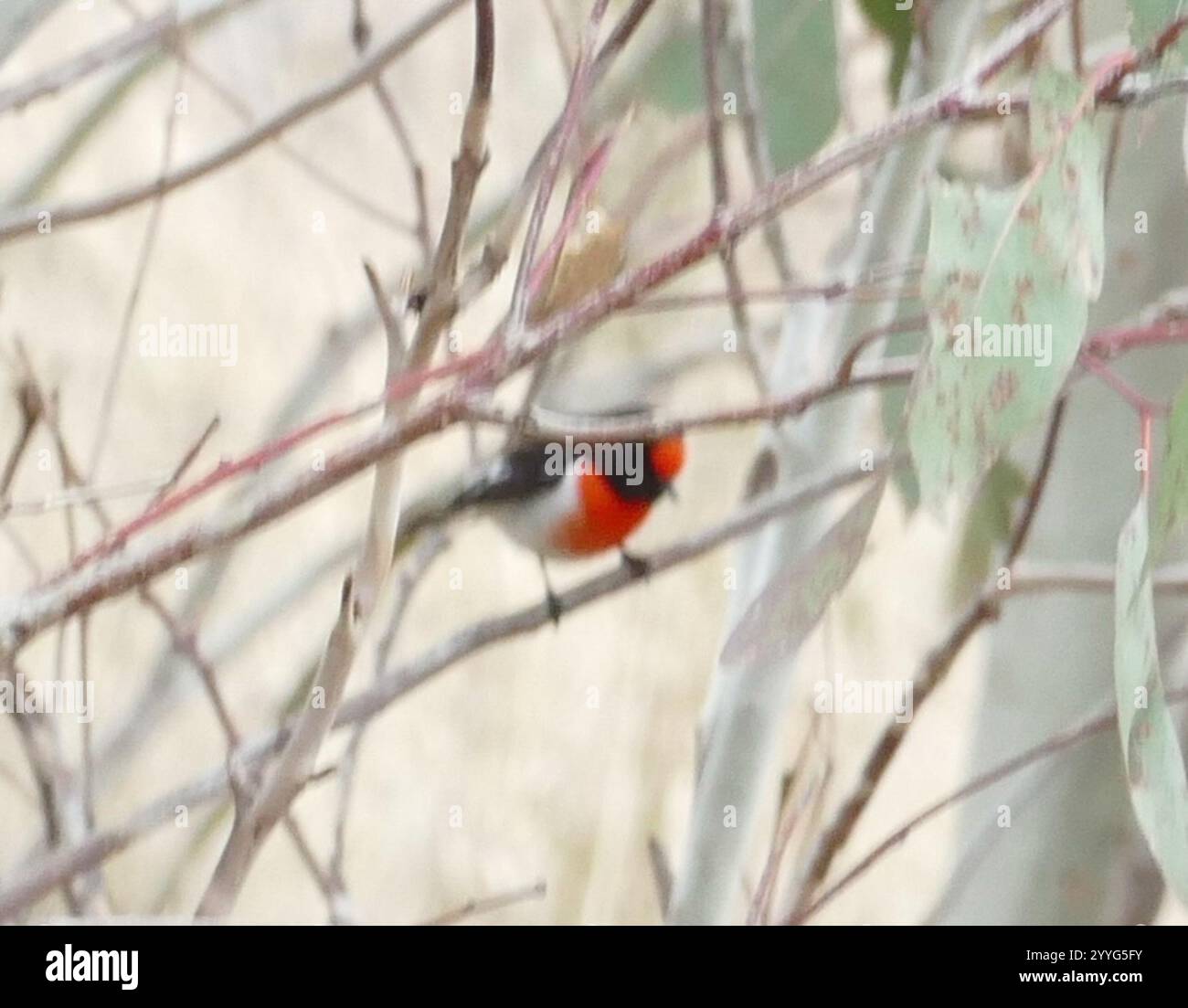 Red-capped Robin (Petroica goodenovii Stock Photo - Alamy
