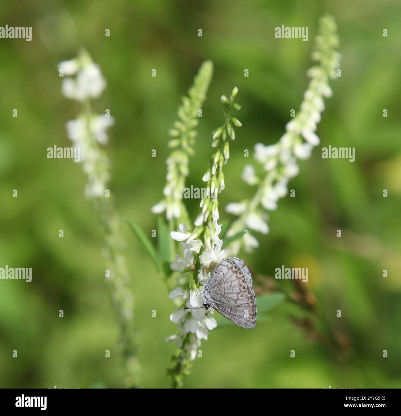 Northern Azure (Celastrina lucia Stock Photo - Alamy