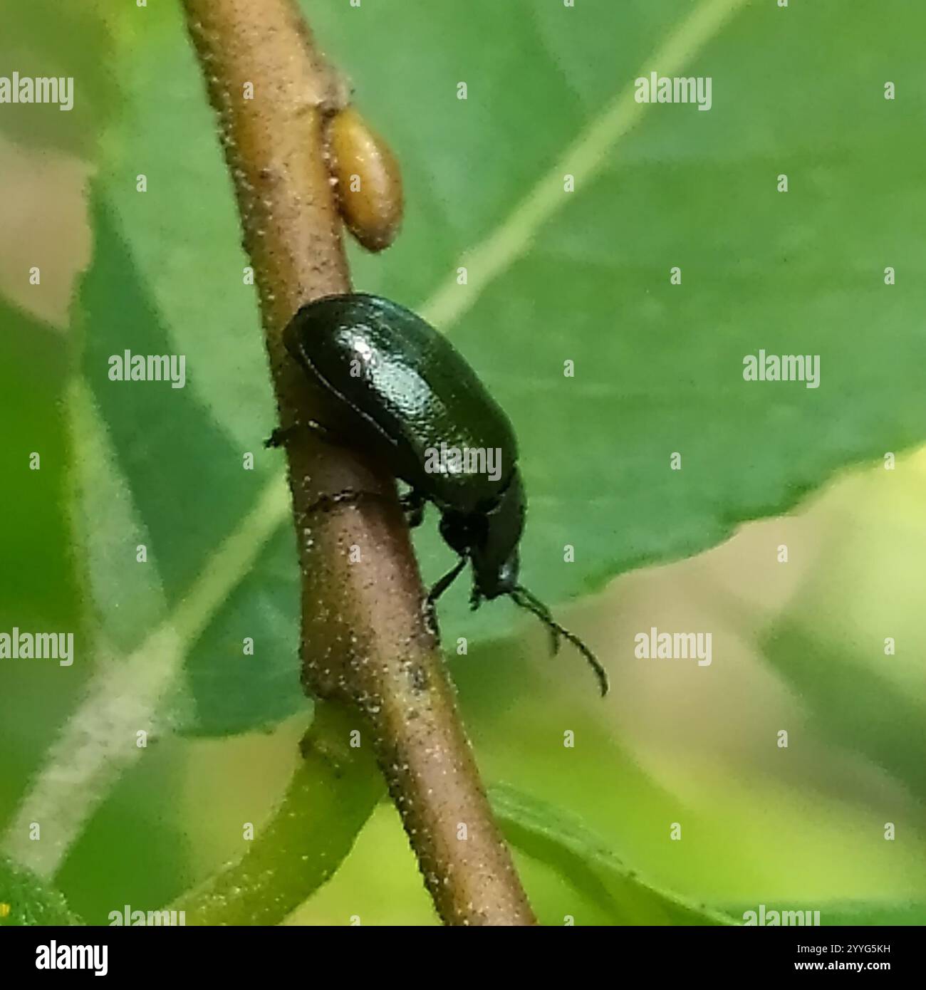 Leaf Beetles (Chrysomelidae Stock Photo - Alamy
