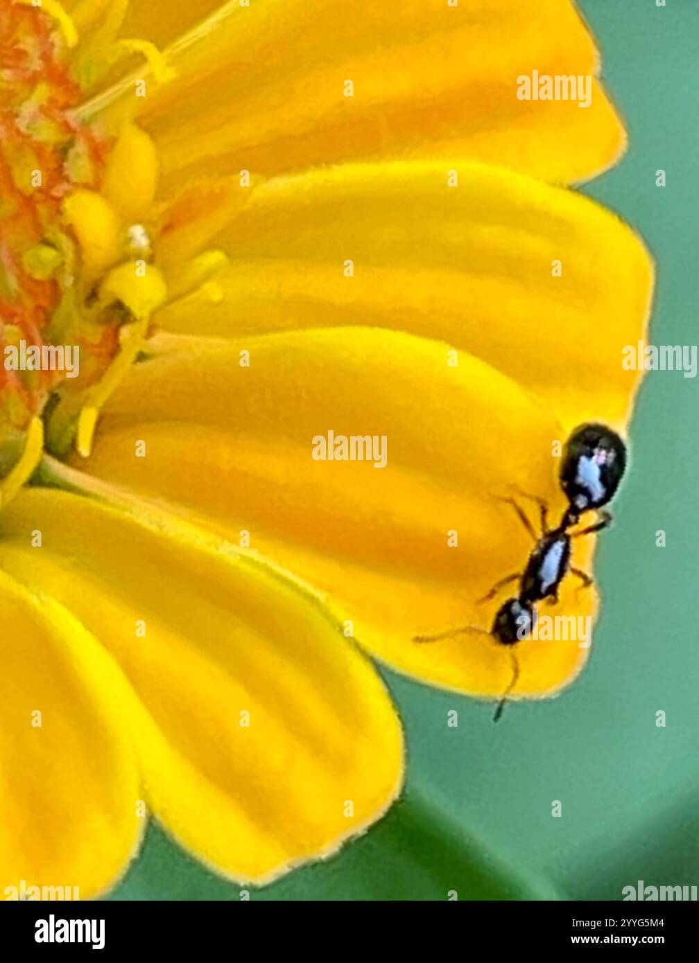 Common Trailing Ant (Monomorium minimum Stock Photo - Alamy