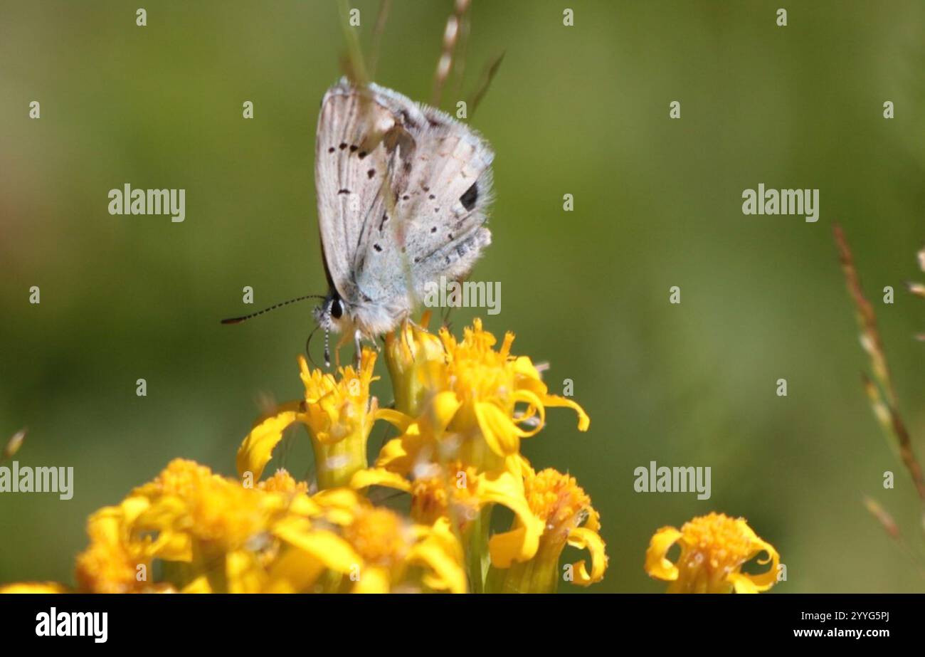 Anna's Blue (Plebejus anna Stock Photo - Alamy