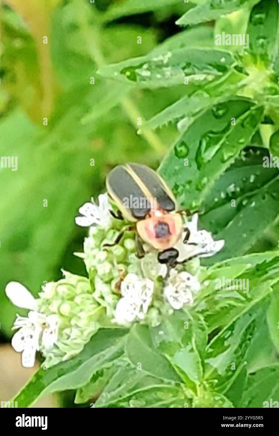 Common Eastern Firefly (Photinus pyralis Stock Photo - Alamy
