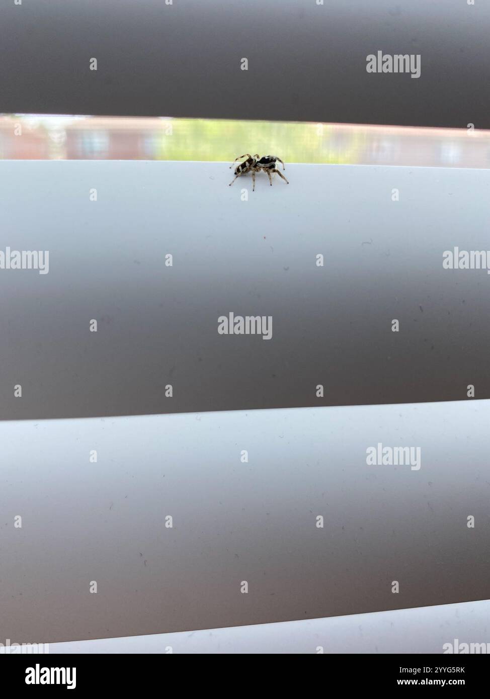 Zebra Jumping Spider (Salticus scenicus Stock Photo - Alamy