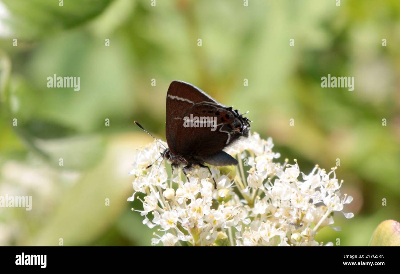 Callophrys spinetorum hi-res stock photography and images - Alamy