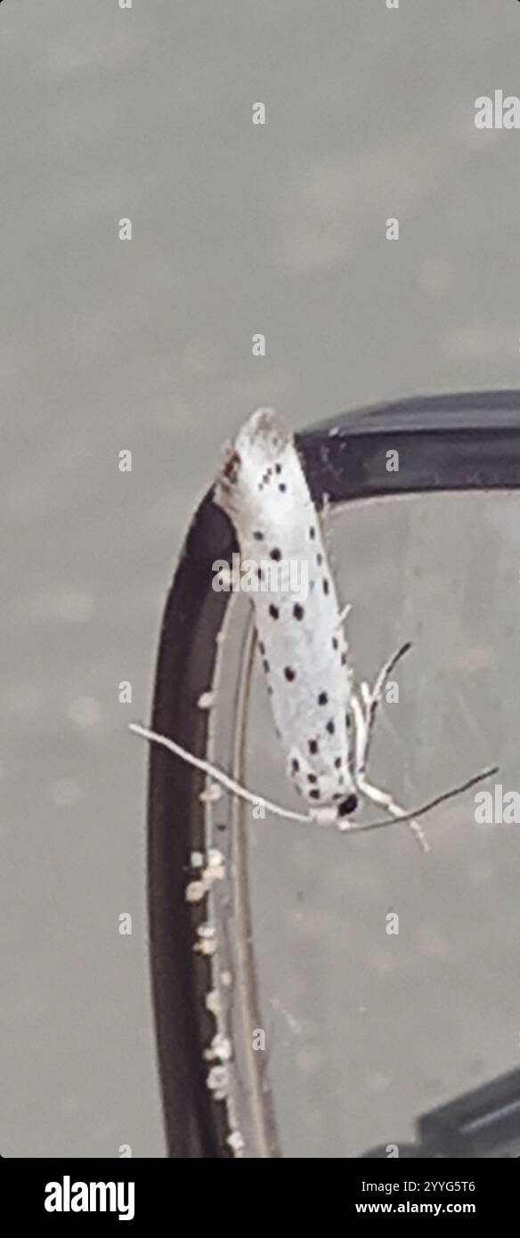 Small Ermine Moths (Yponomeuta Stock Photo - Alamy