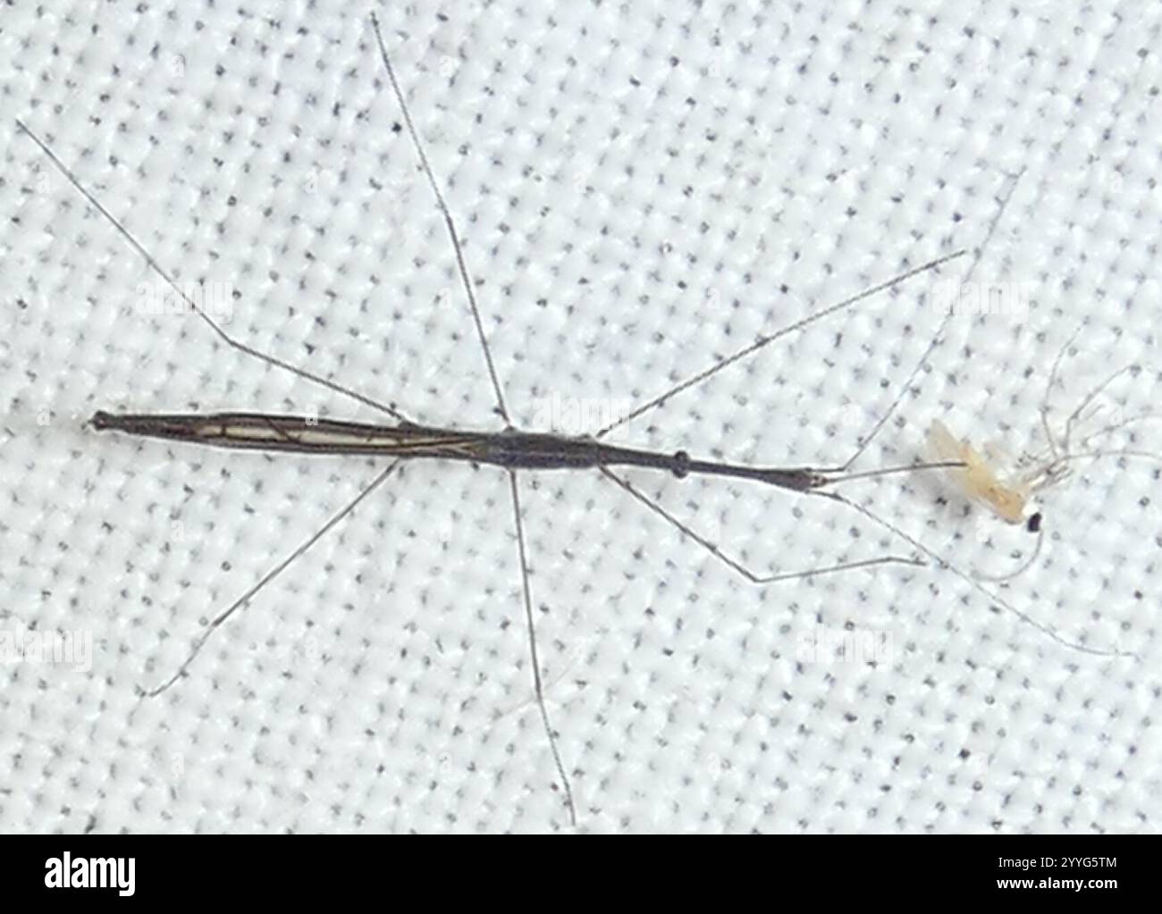 Thread legged bugs hi-res stock photography and images - Alamy