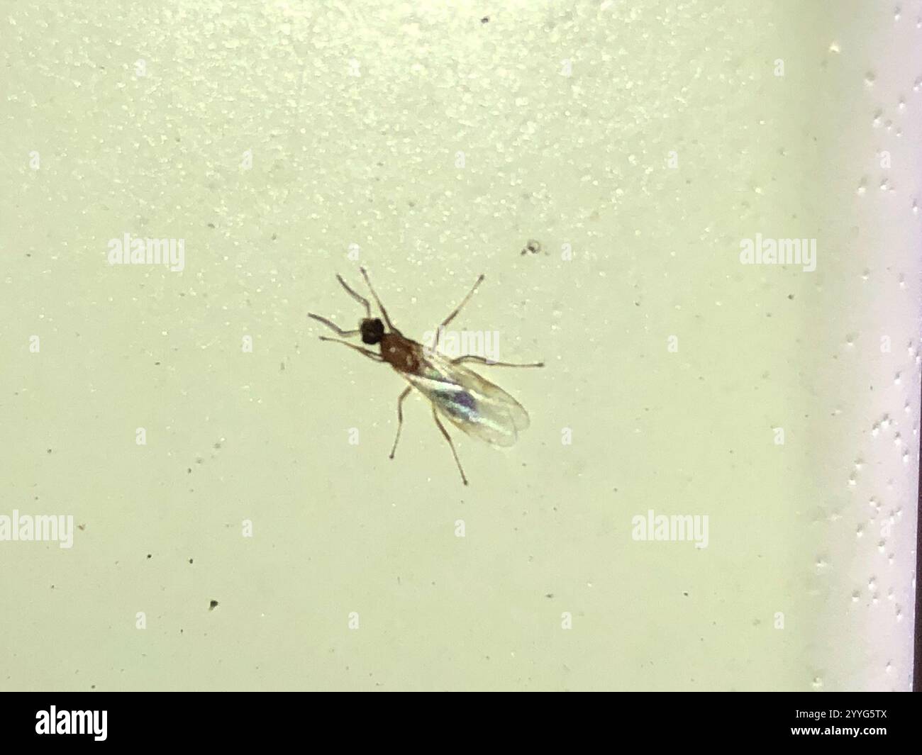 European Gate-keeper Ant (Colobopsis truncata Stock Photo - Alamy