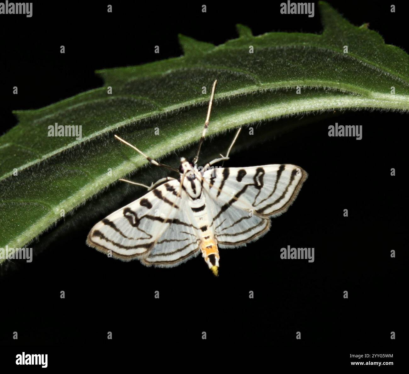 Zebra Conchylodes Moth (Conchylodes ovulalis Stock Photo - Alamy