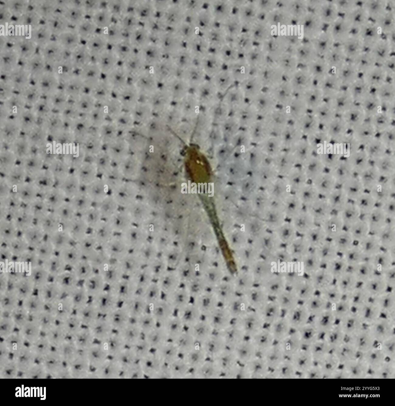 Non-biting Midges (Chironomidae Stock Photo - Alamy