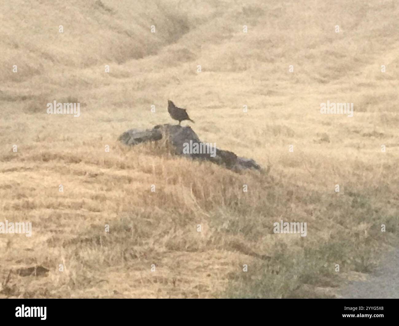 California Quail (Callipepla californica Stock Photo - Alamy