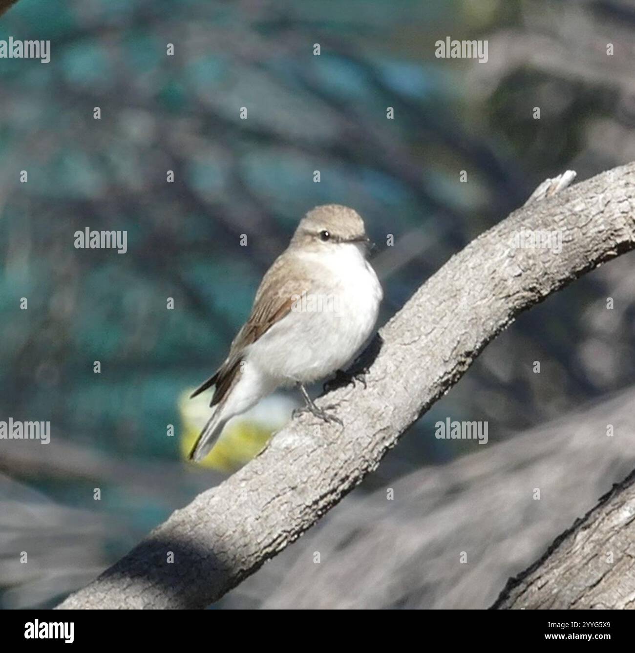 Jacky Winter (Microeca fascinans Stock Photo - Alamy