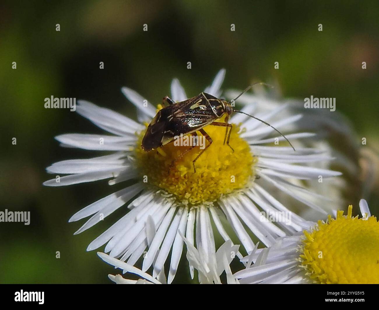 North American Tarnished Plant Bug (Lygus lineolaris Stock Photo - Alamy