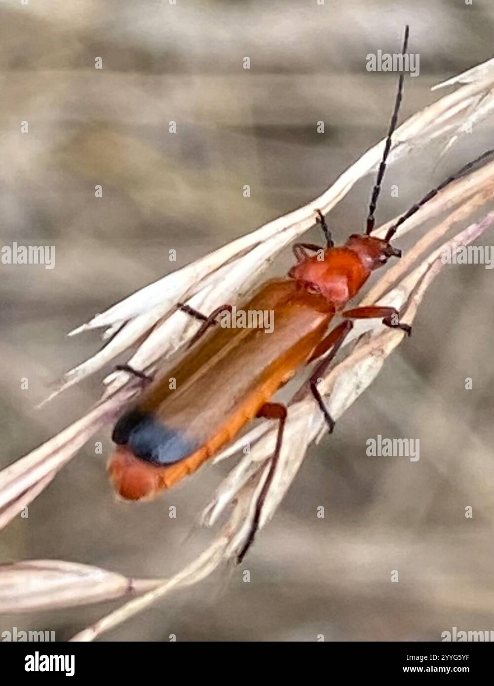 Common Red Soldier Beetle (Rhagonycha fulva Stock Photo - Alamy