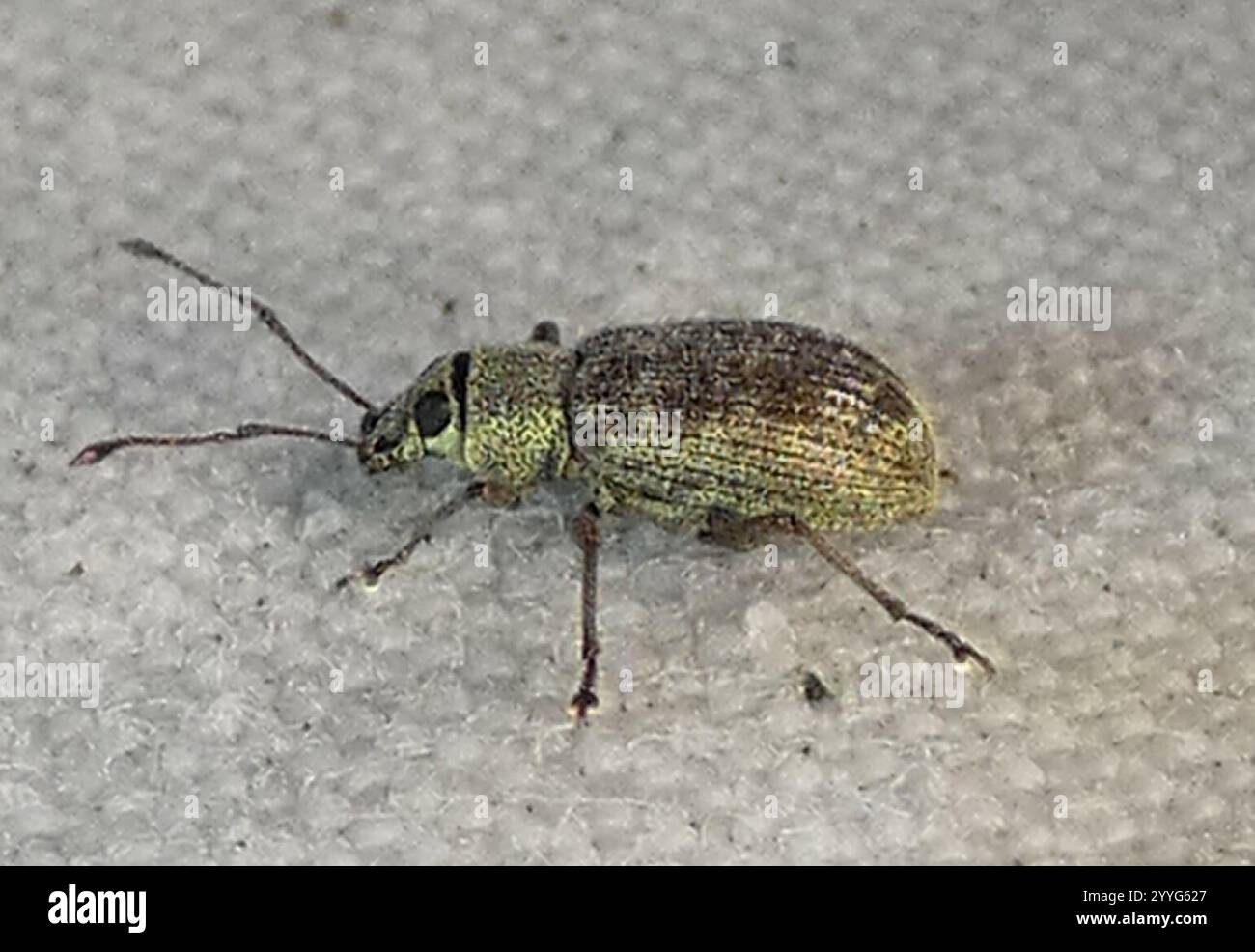 Asian oak weevil hi-res stock photography and images - Alamy
