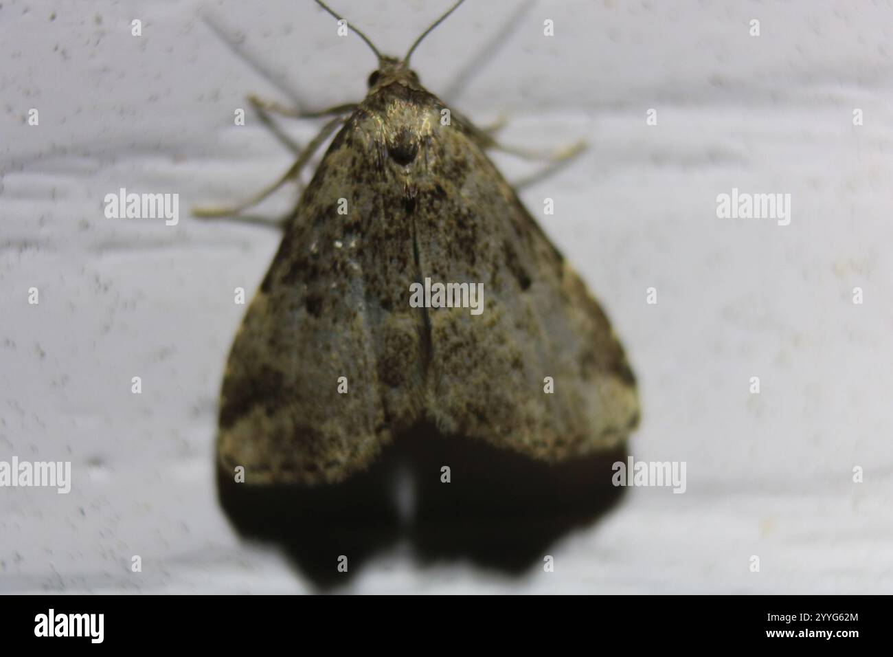 Visitation Moth (Dyspyralis illocata Stock Photo - Alamy