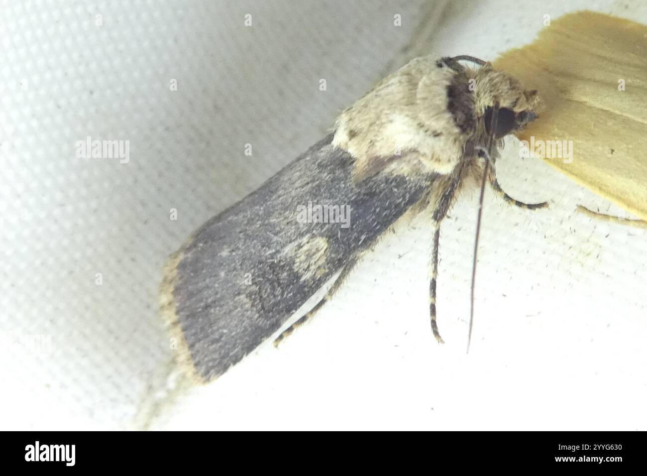 Shuttle-shaped Dart (Agrotis puta Stock Photo - Alamy