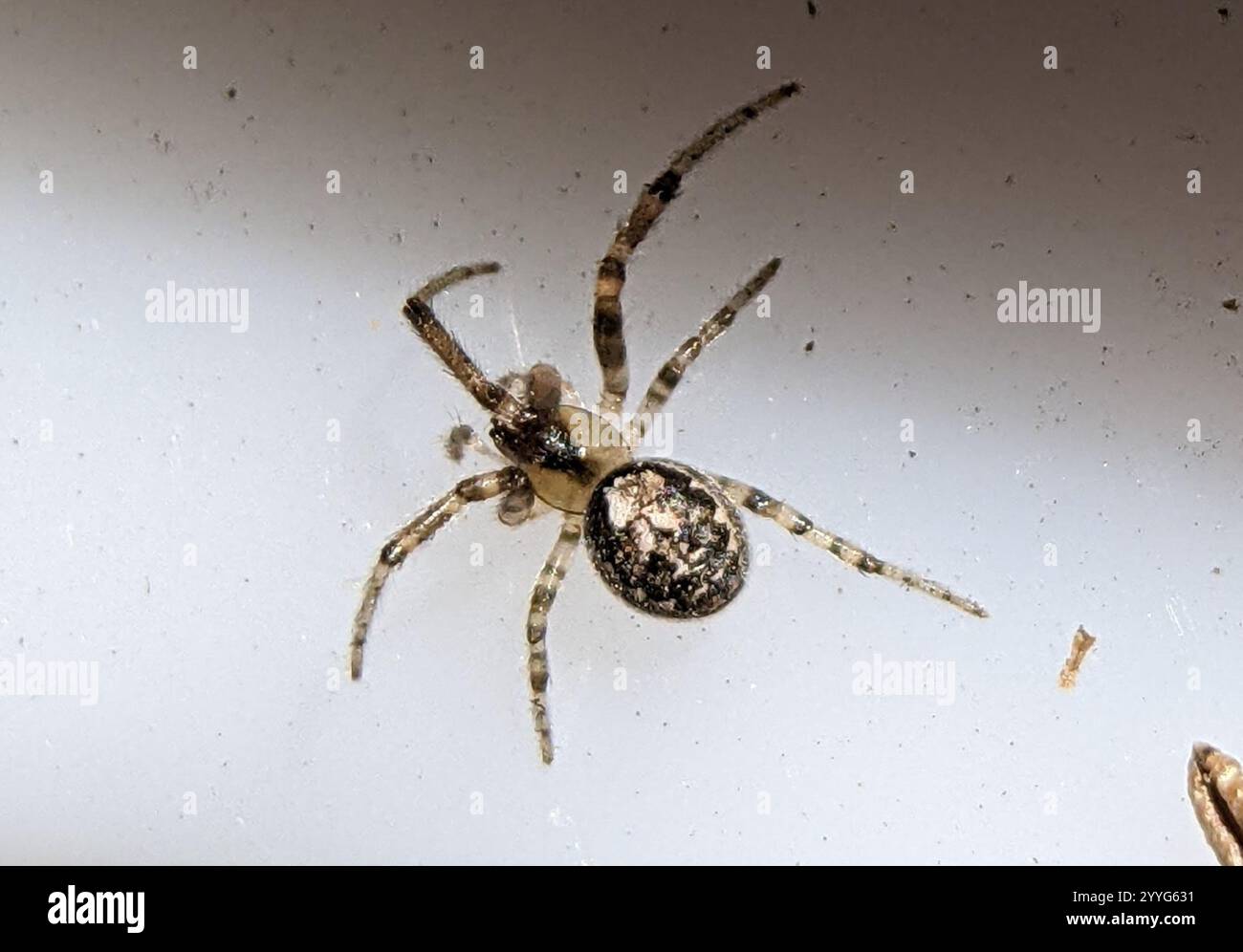 Silver-sided Sector Spider (Zygiella x-notata Stock Photo - Alamy
