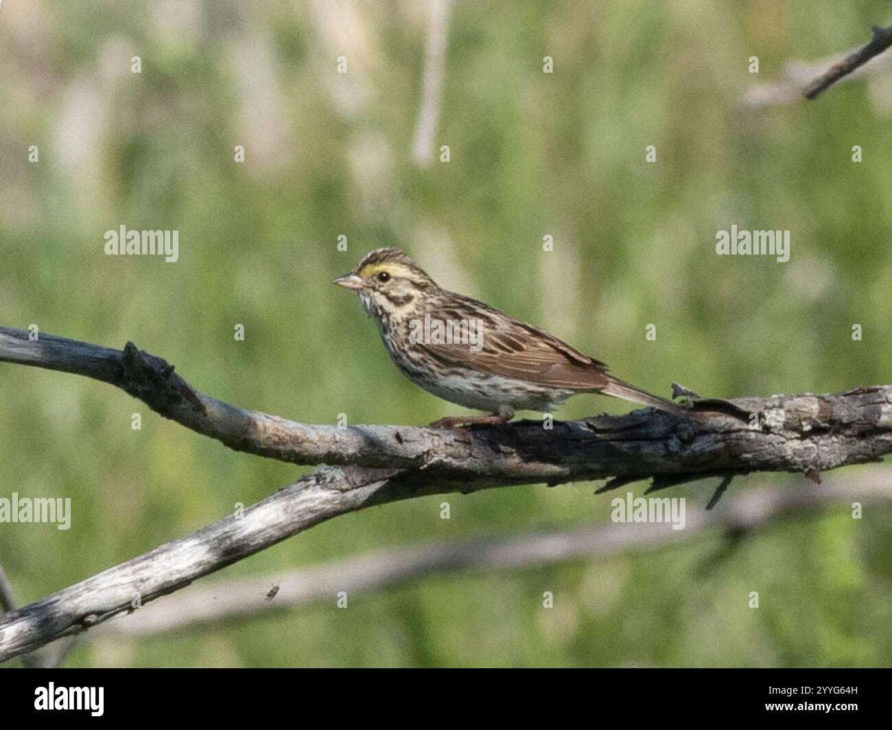 Savannah Sparrow (Passerculus sandwichensis Stock Photo - Alamy