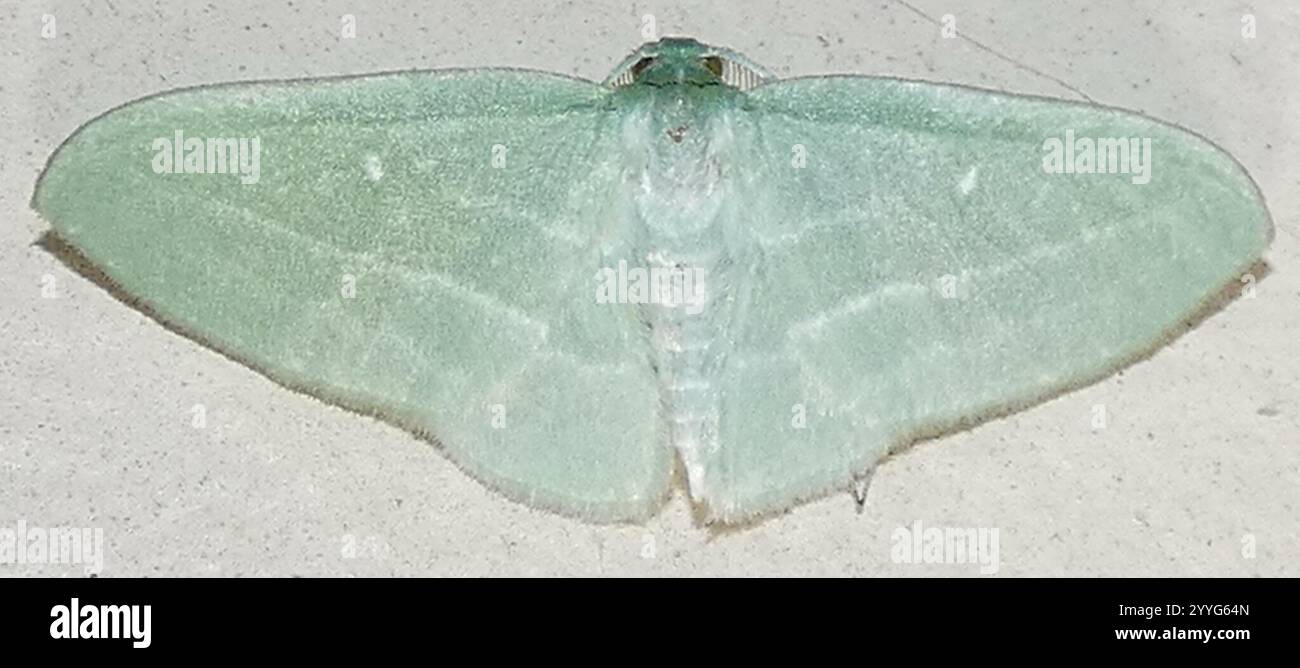 Bad-wing Moth (Dyspteris abortivaria Stock Photo - Alamy