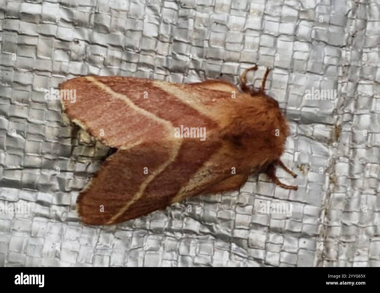 Eastern Tent Caterpillar Moth (Malacosoma americana Stock Photo - Alamy