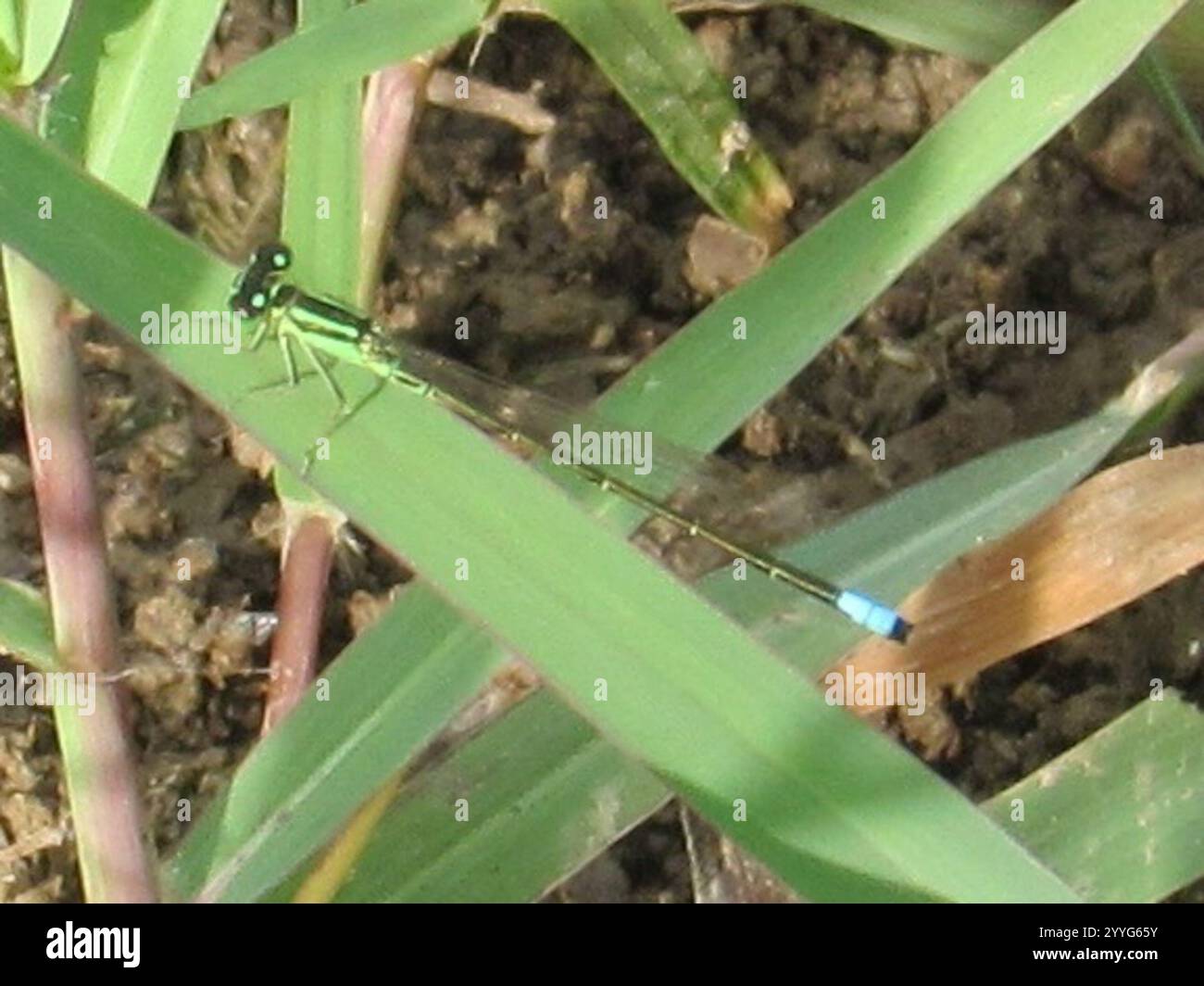 Eastern Forktail (Ischnura verticalis Stock Photo - Alamy