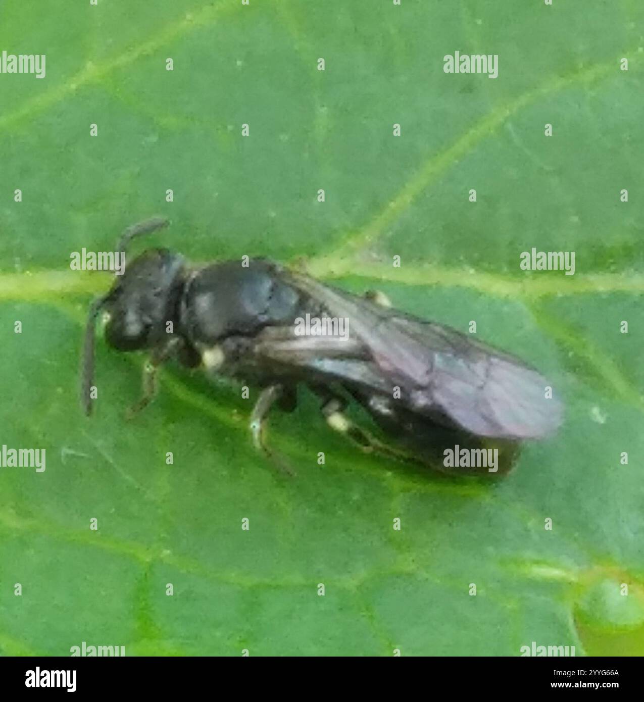 Masked Bees (Hylaeus Stock Photo - Alamy
