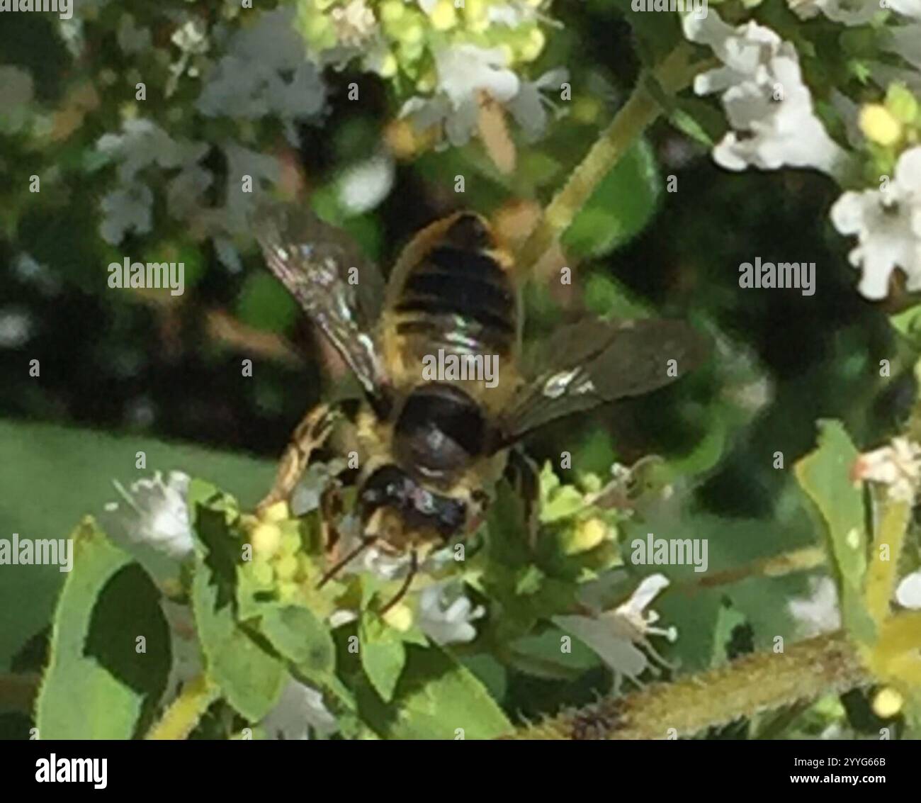 Western Leafcutter Bee (Megachile perihirta Stock Photo - Alamy