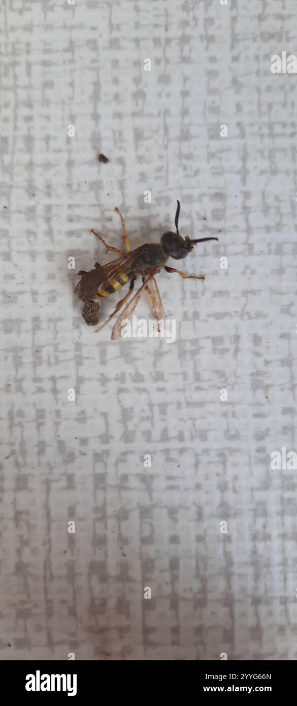 Square-headed Wasps, Sand Wasps, and Allies (Crabronidae Stock Photo ...