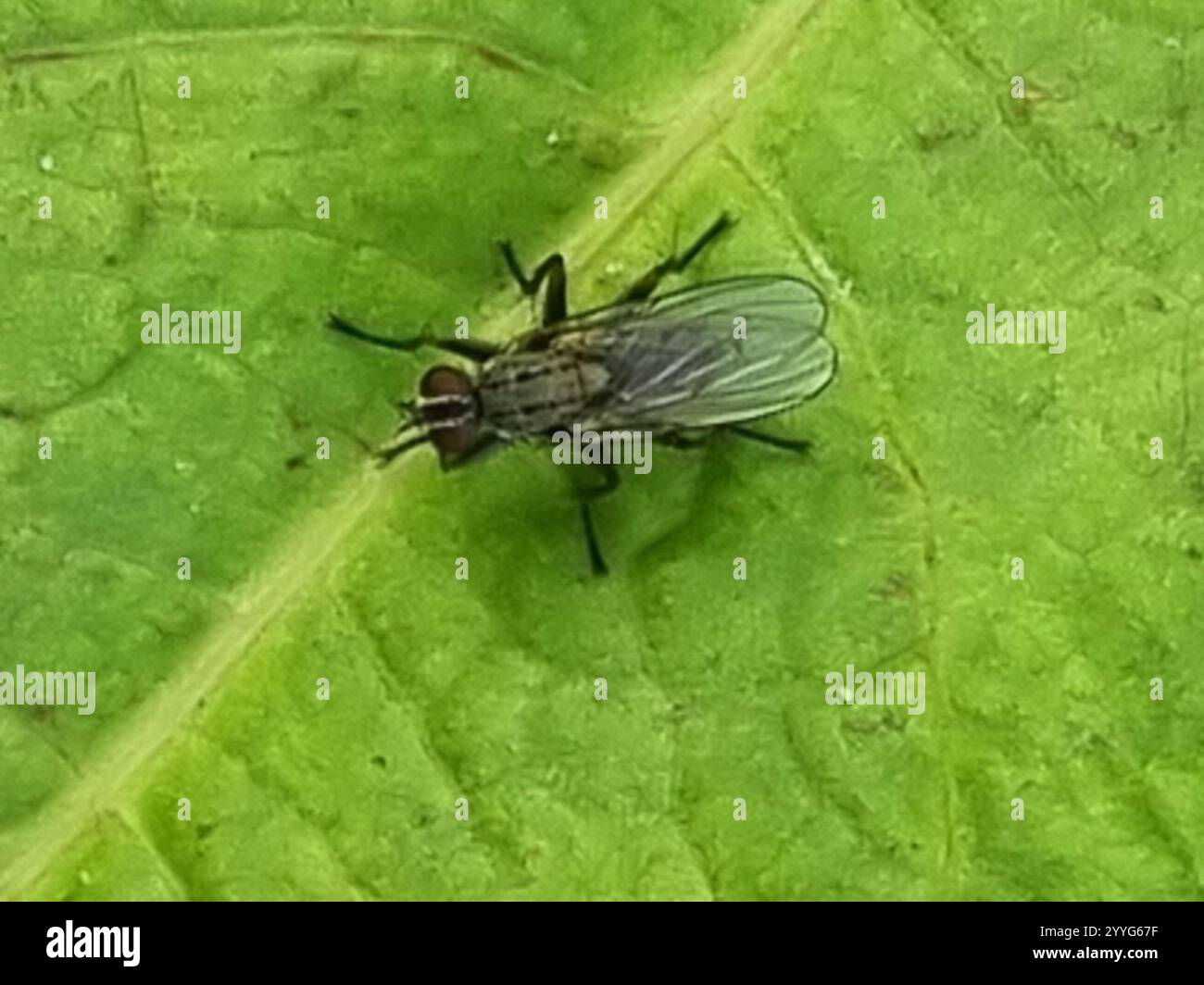 Common Tiger Fly (Coenosia tigrina Stock Photo - Alamy
