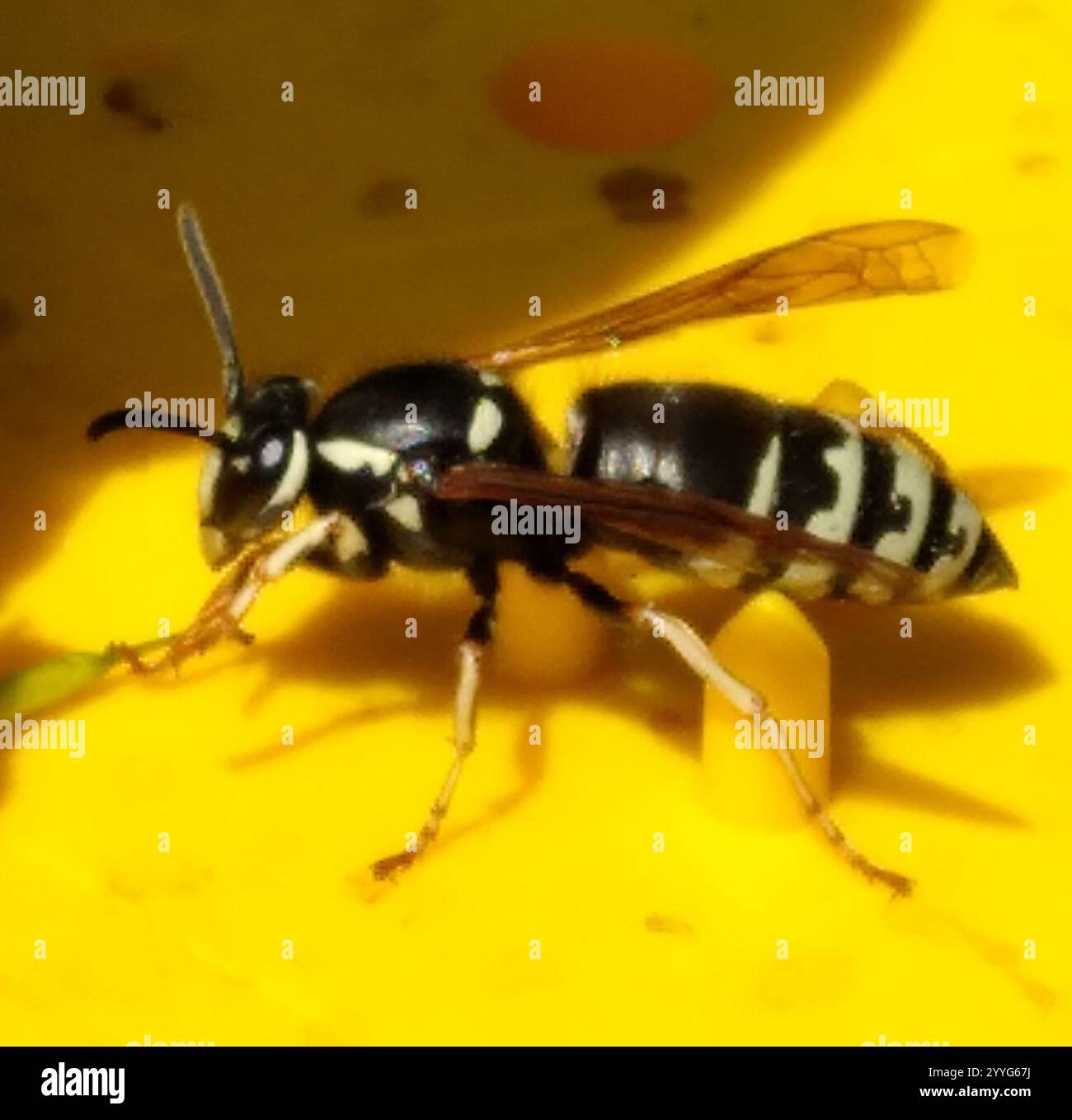 Blackjacket (Vespula consobrina Stock Photo - Alamy