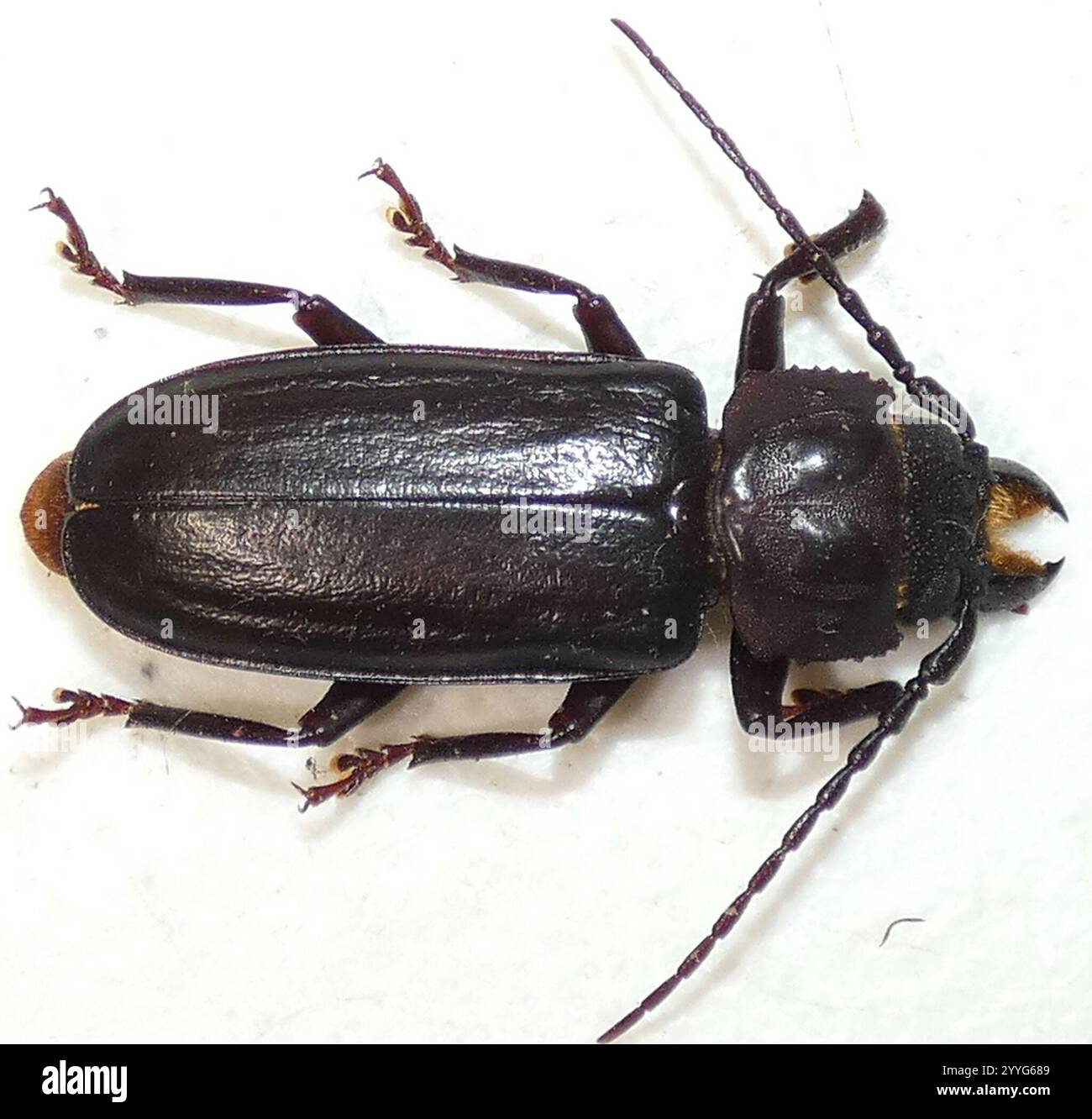 Hardwood Stump Borer (Mallodon dasystomus Stock Photo - Alamy