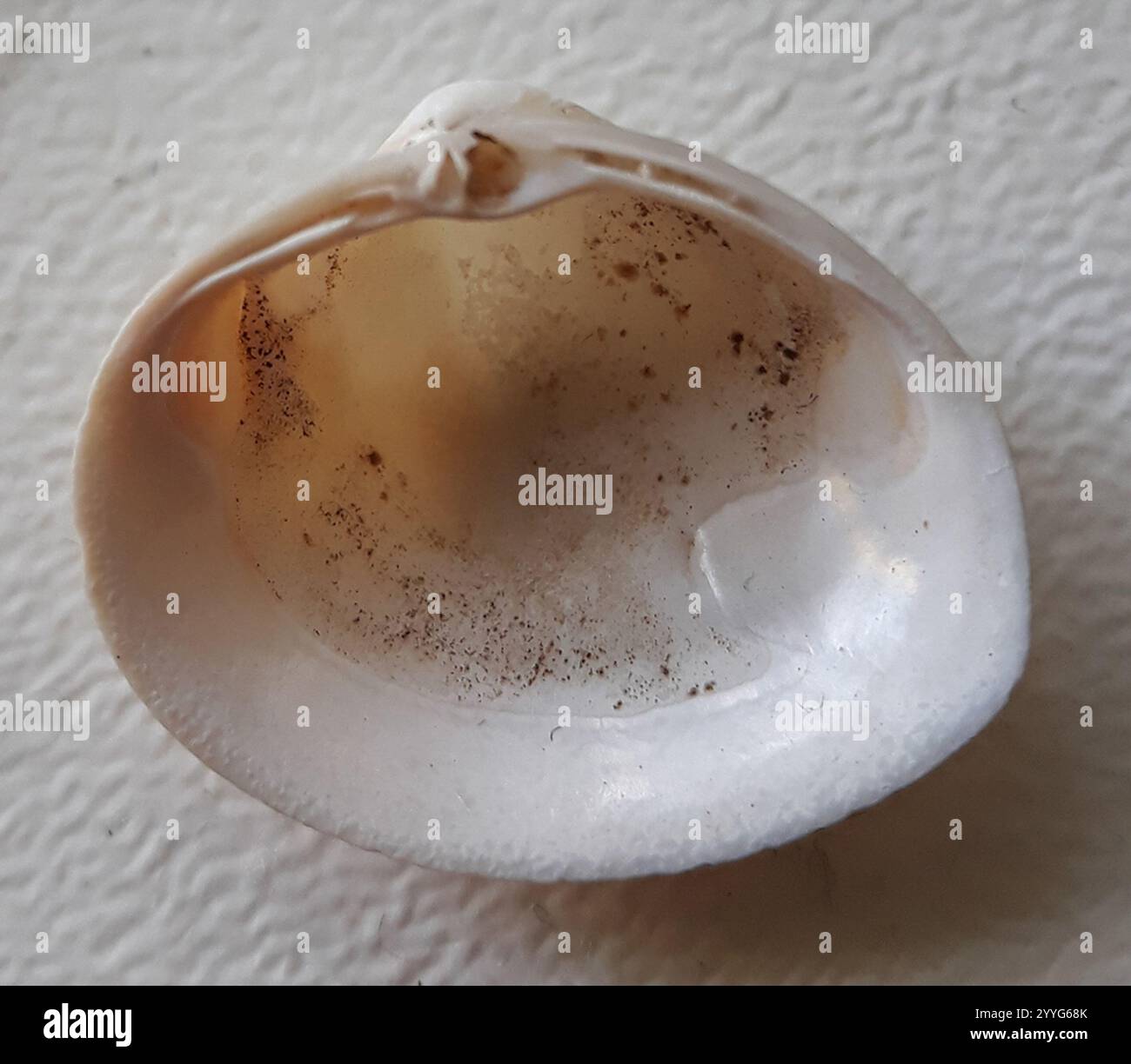 Atlantic Rangia (Rangia cuneata Stock Photo - Alamy