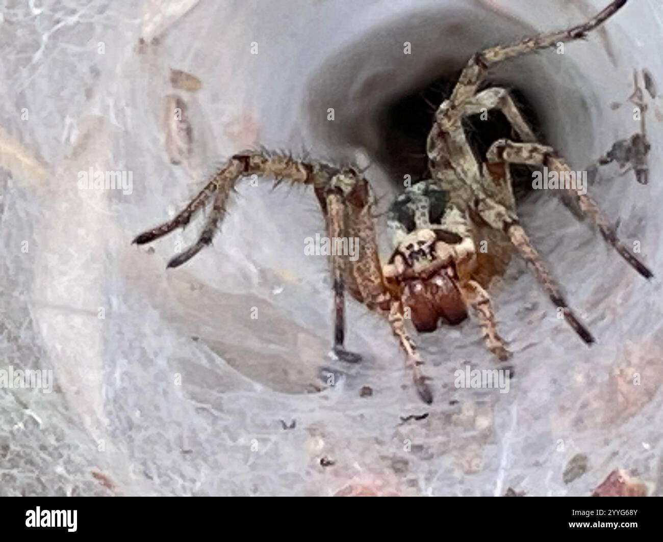 Labyrinth spider (Agelena labyrinthica Stock Photo - Alamy