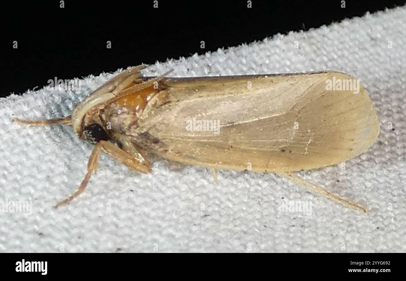 Underwing, Tiger, Tussock, and Allied Moths (Erebidae Stock Photo - Alamy