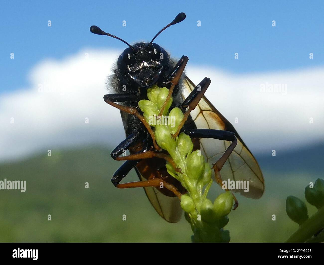 Giant Birch Sawfly (Trichiosoma triangulum Stock Photo - Alamy
