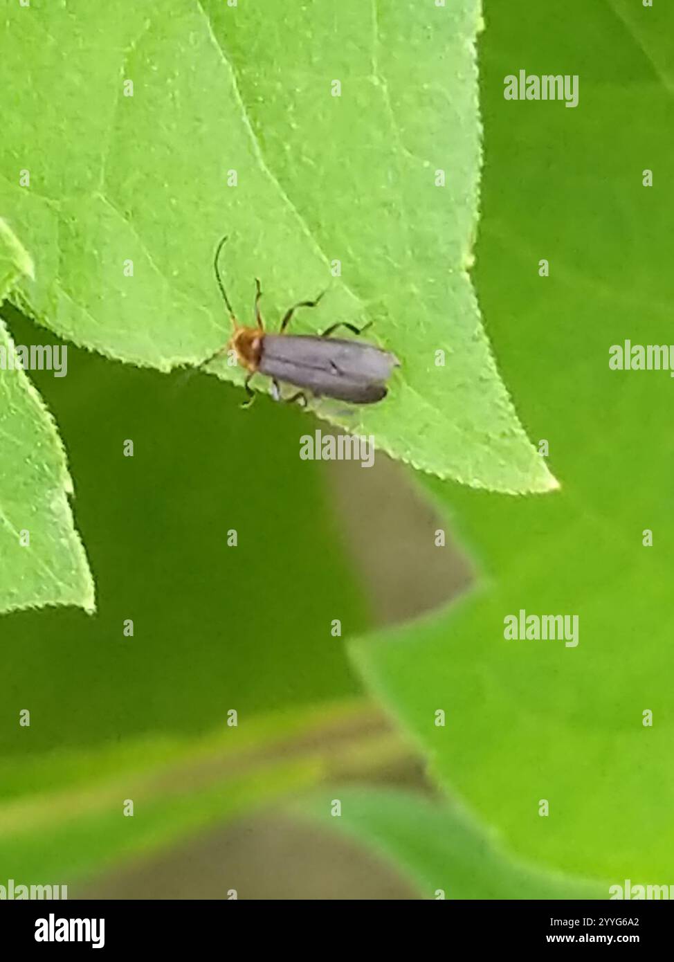 Net-winged Beetles (Lycidae Stock Photo - Alamy