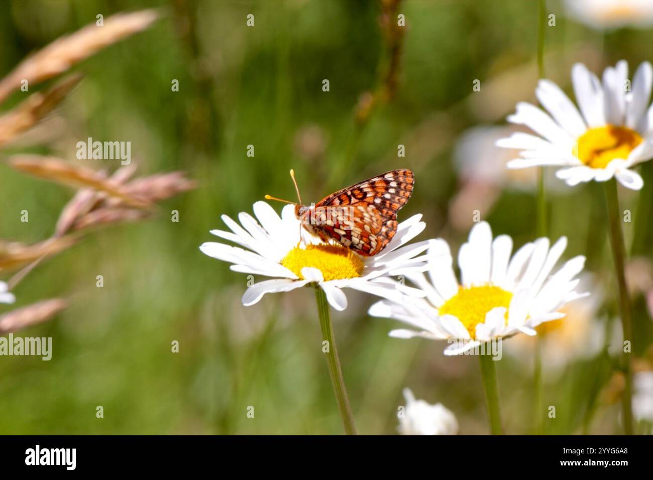 Anicia Checkerspot (Euphydryas anicia Stock Photo - Alamy