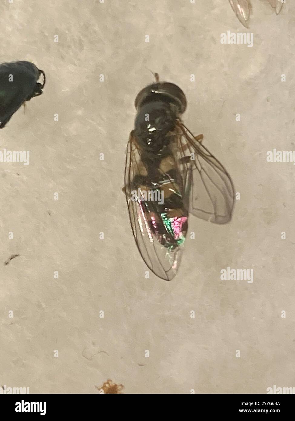 Typical Hover Flies (Syrphinae Stock Photo - Alamy