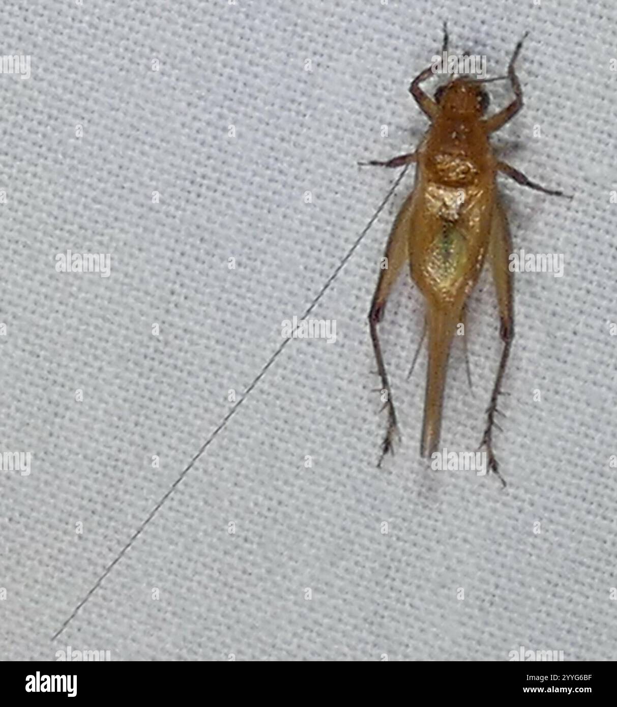 Brown Sword-tail Crickets (Anaxipha Stock Photo - Alamy