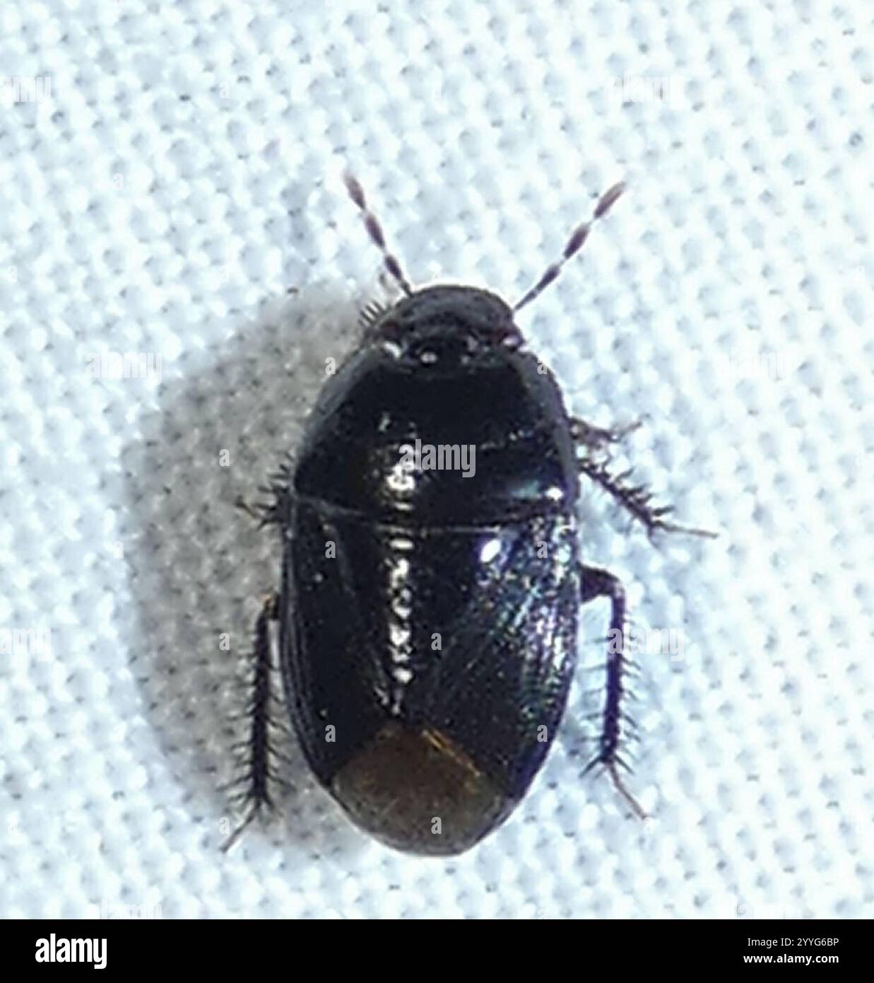 Two-lined Burrowing Bug (Pangaeus bilineatus Stock Photo - Alamy