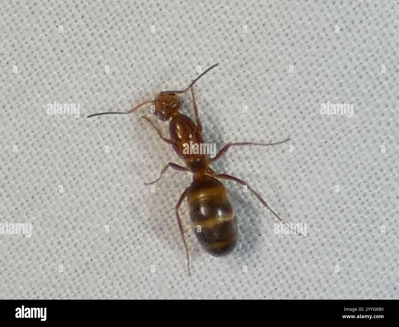Buren's Pyramid Ant (Dorymyrmex bureni Stock Photo - Alamy