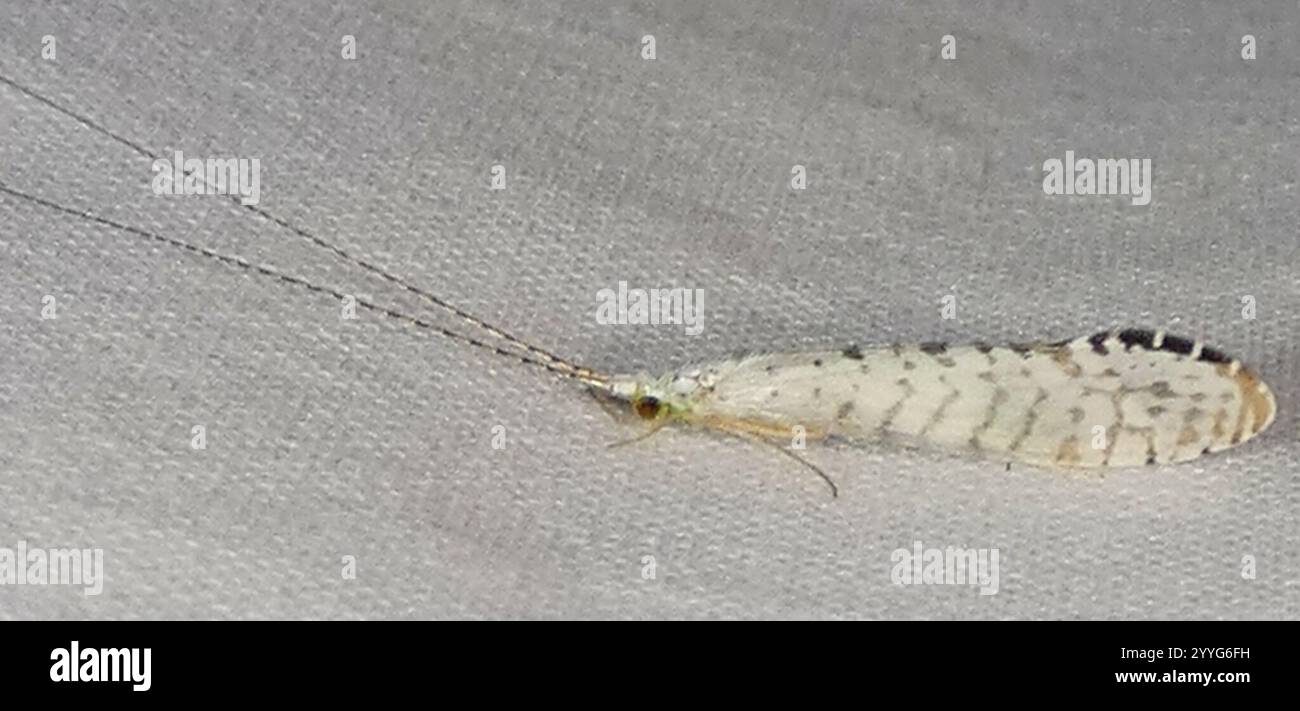 Radiant Long-horned Caddisfly (Nectopsyche candida Stock Photo - Alamy