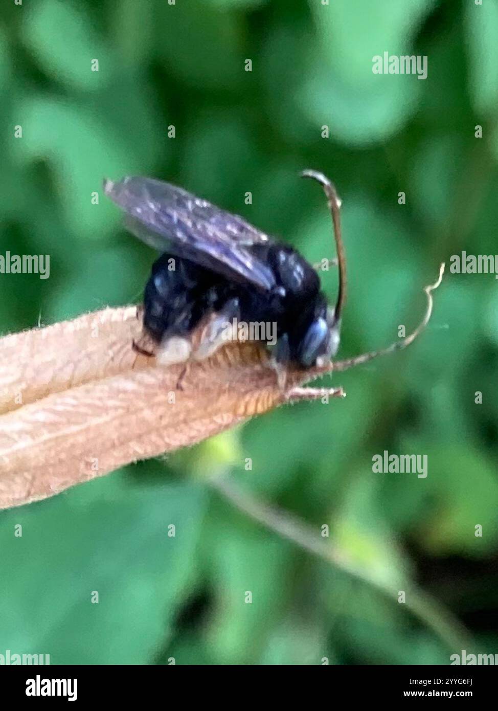 Two-spotted Longhorn Bee (Melissodes bimaculatus Stock Photo - Alamy