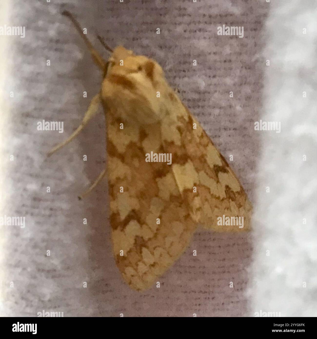 Spotted Tussock Moth (Lophocampa maculata Stock Photo - Alamy