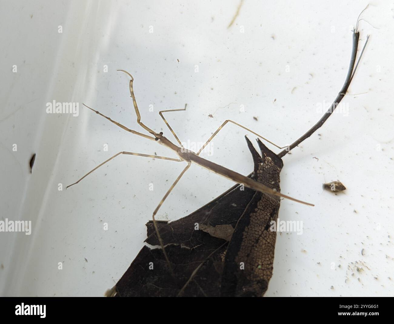 Eurasian Water Stick Insect (Ranatra linearis Stock Photo - Alamy