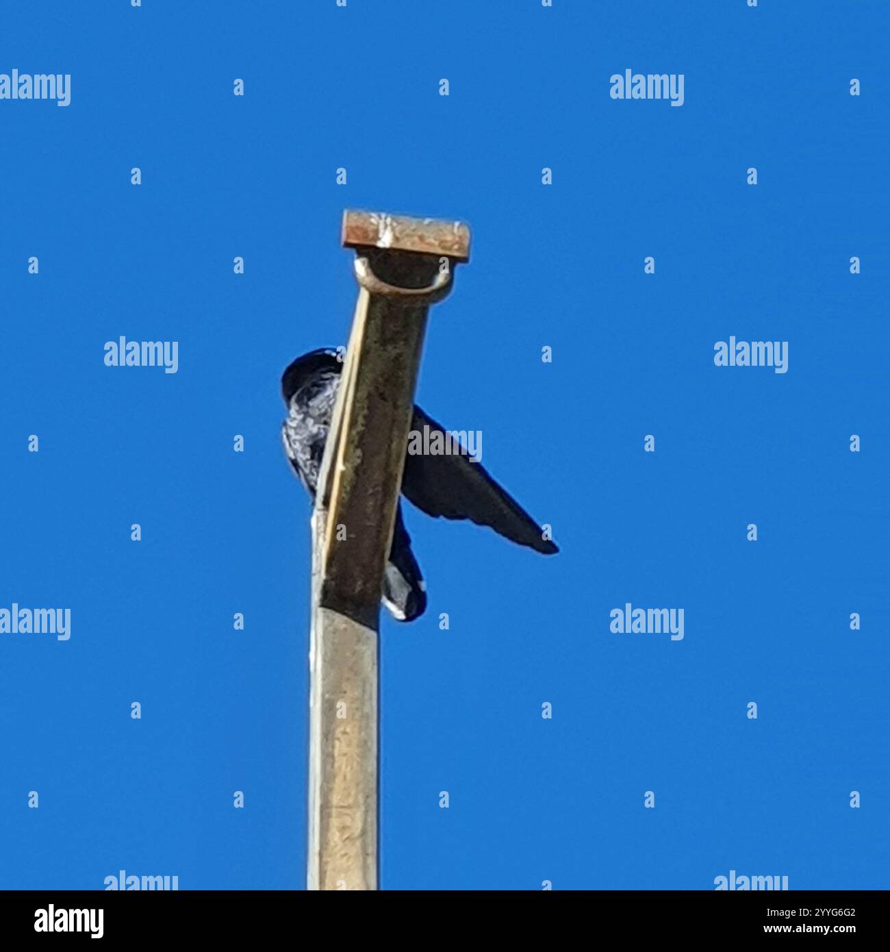An australian torresian crow hi-res stock photography and images - Alamy